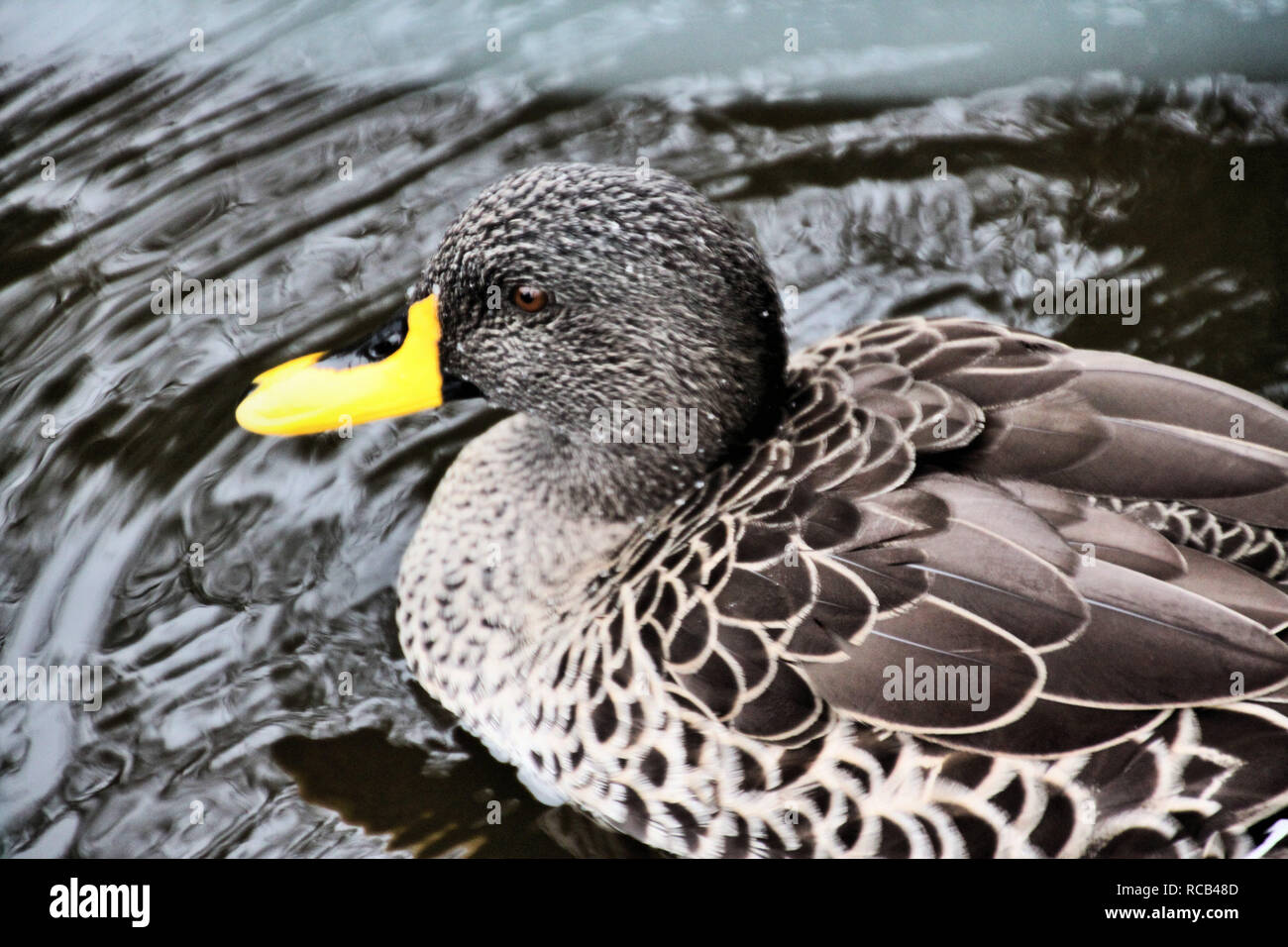 African yellow bill duck hi-res stock photography and images - Alamy
