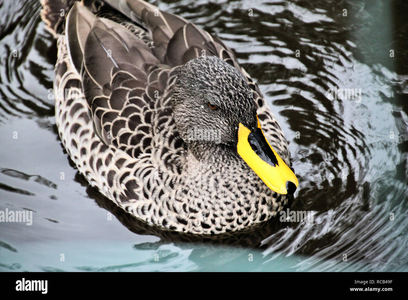 African yellow bill duck hi-res stock photography and images - Alamy