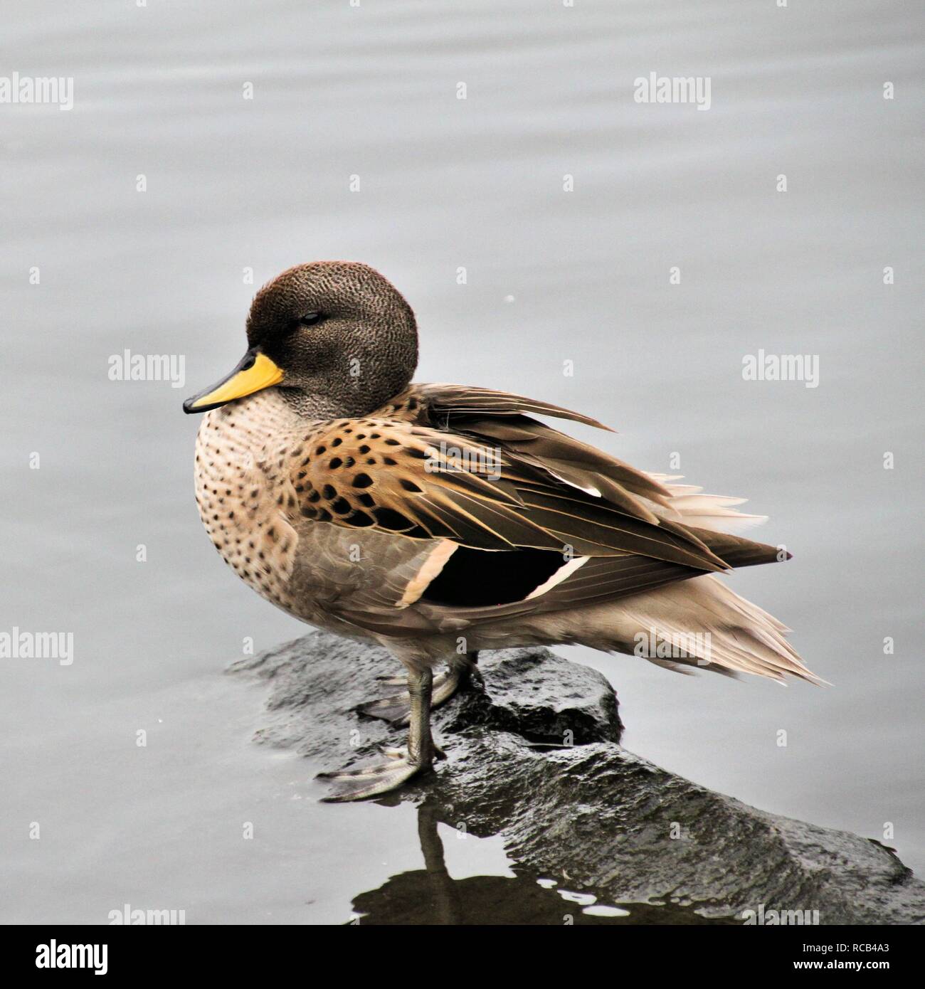 African yellow bill duck hi-res stock photography and images - Alamy