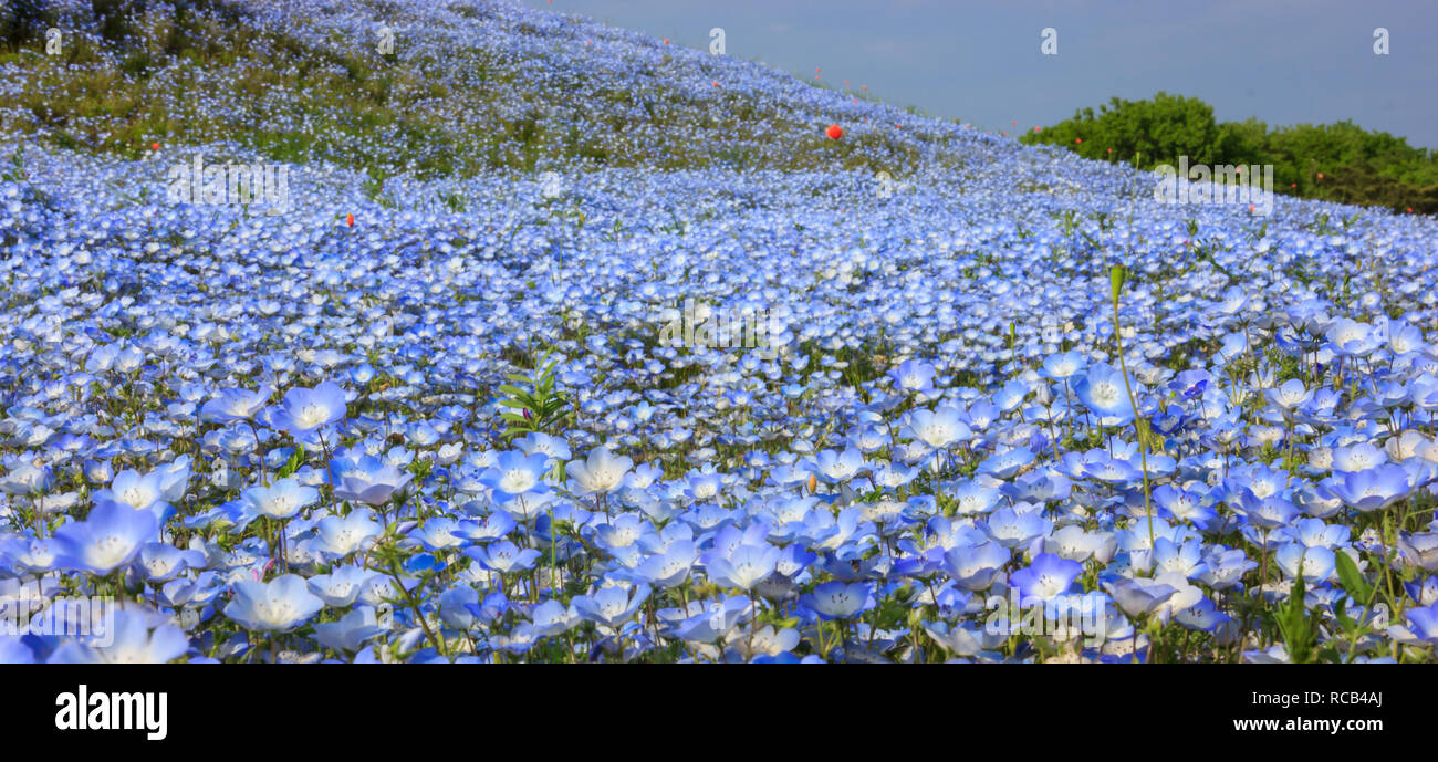 Beautiful colorful Wildflowers background: baby blue eyes flowers ...