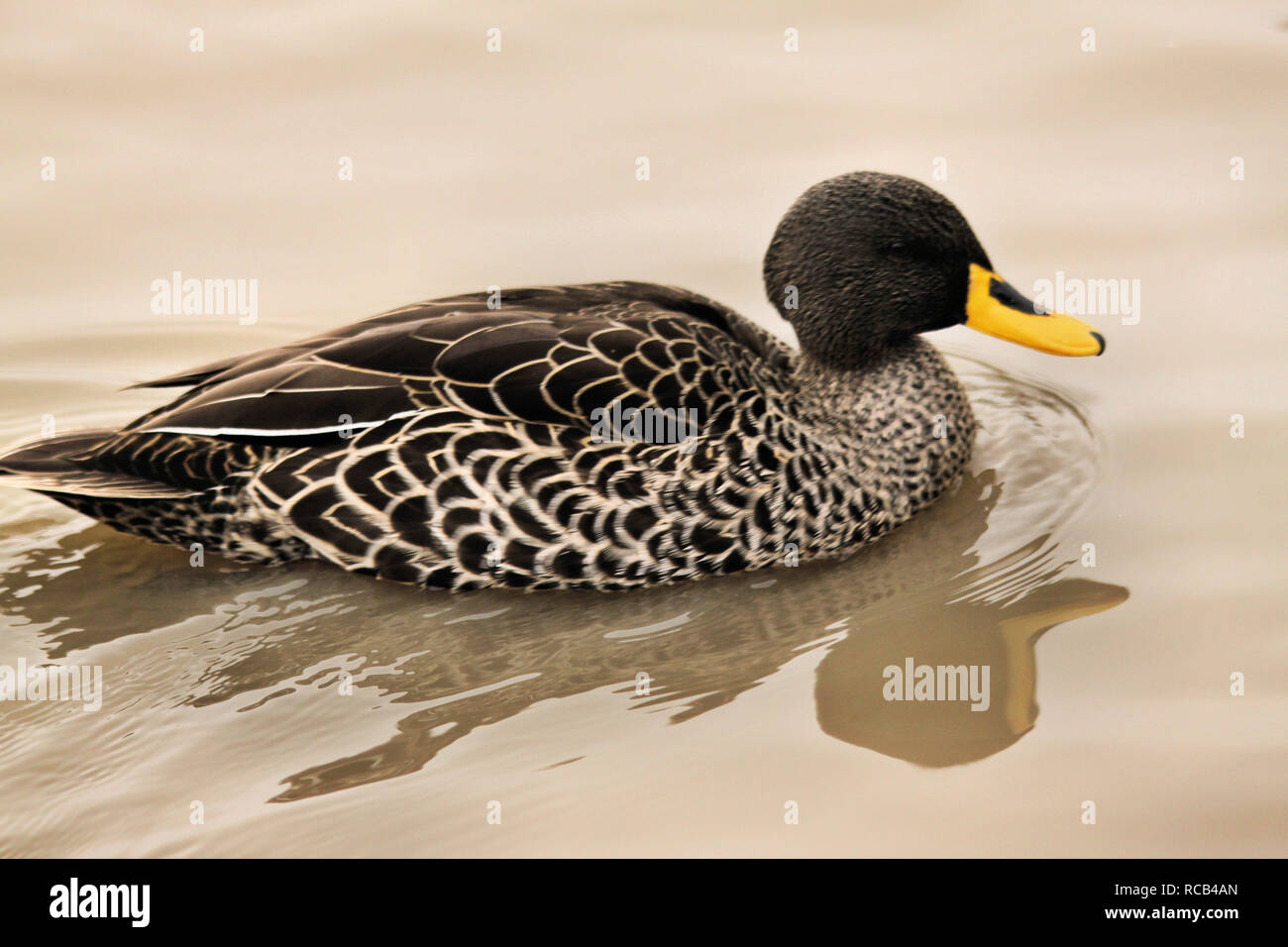 African yellow bill duck hi-res stock photography and images - Alamy