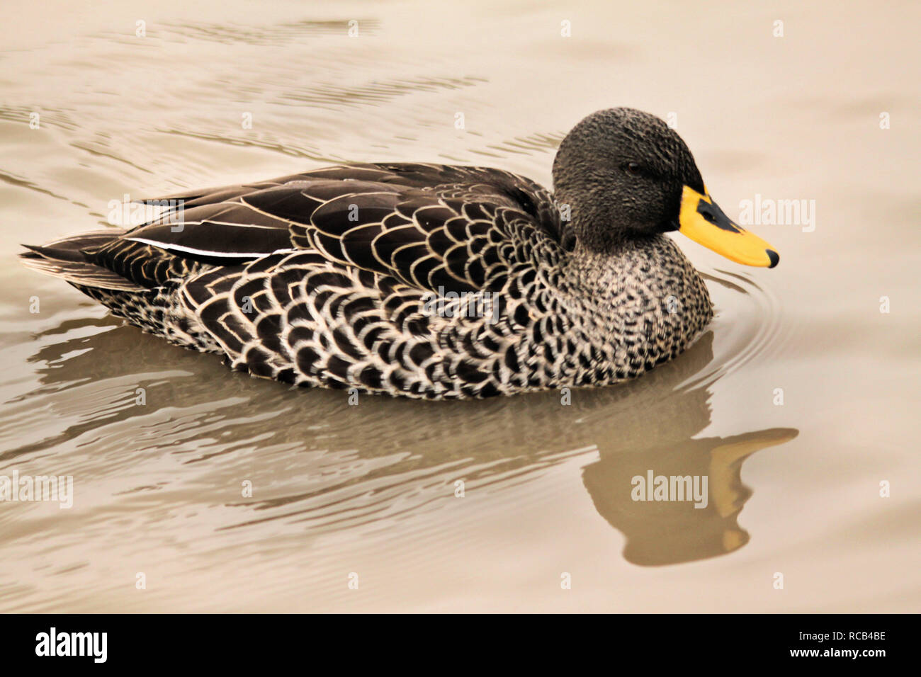 A view of a Yellow Billed Duck Stock Photo - Alamy