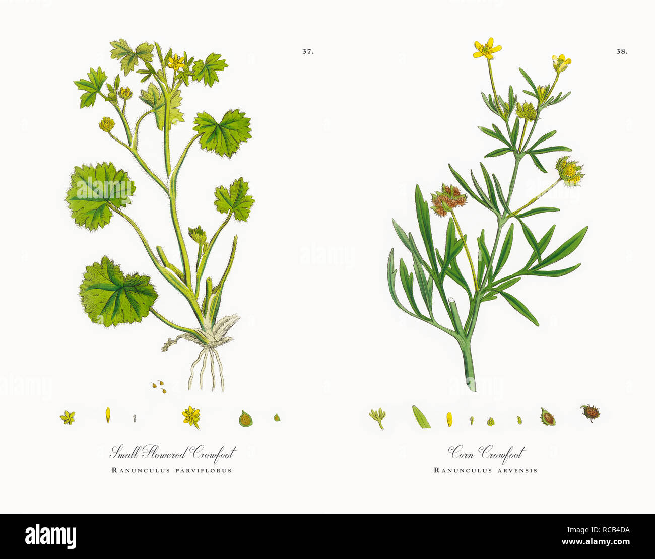 Antique Victorian Botanical Illustrations, Circa 1863 Stock Photo - Alamy