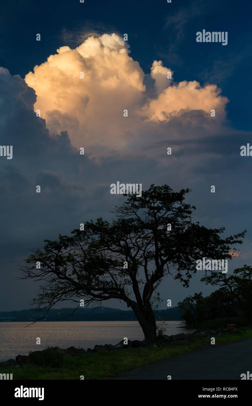 Light hitting tree hi-res stock photography and images - Alamy