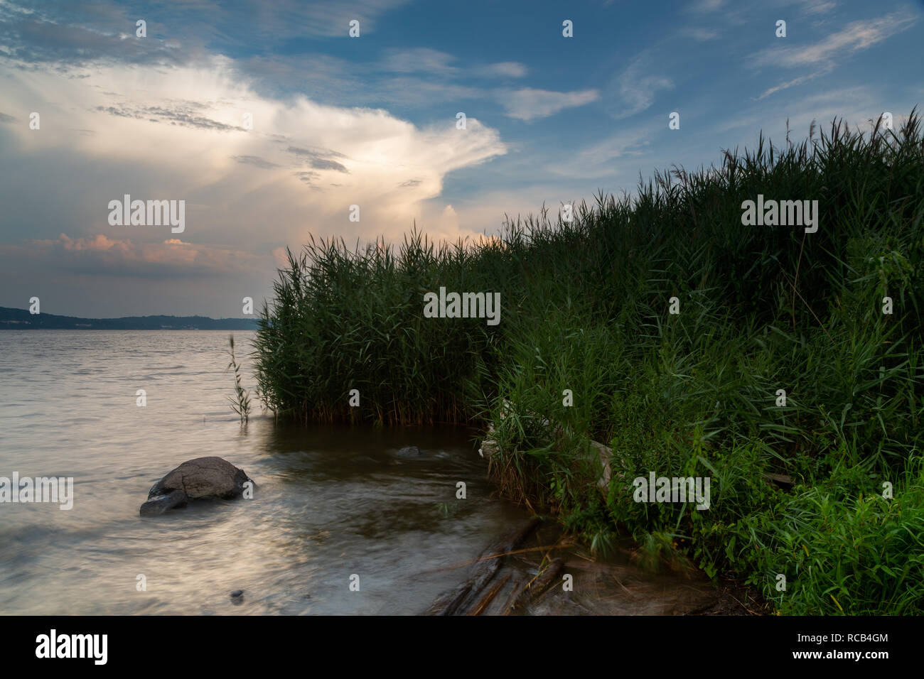 Grasses from the Piermont Marsh bordering the Tappan Zee area of the ...