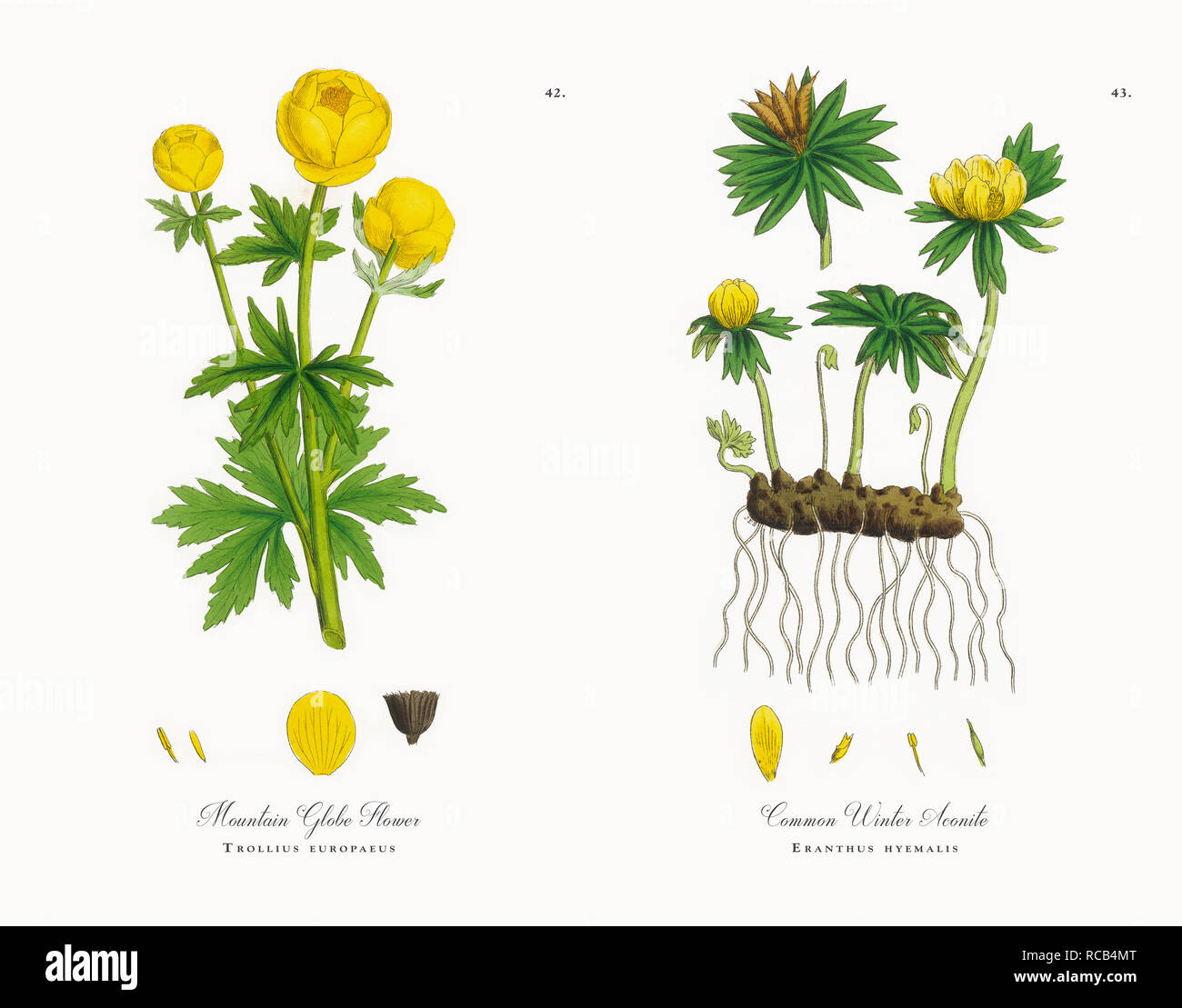 Antique Victorian Botanical Illustrations, Circa 1863 Stock Photo - Alamy