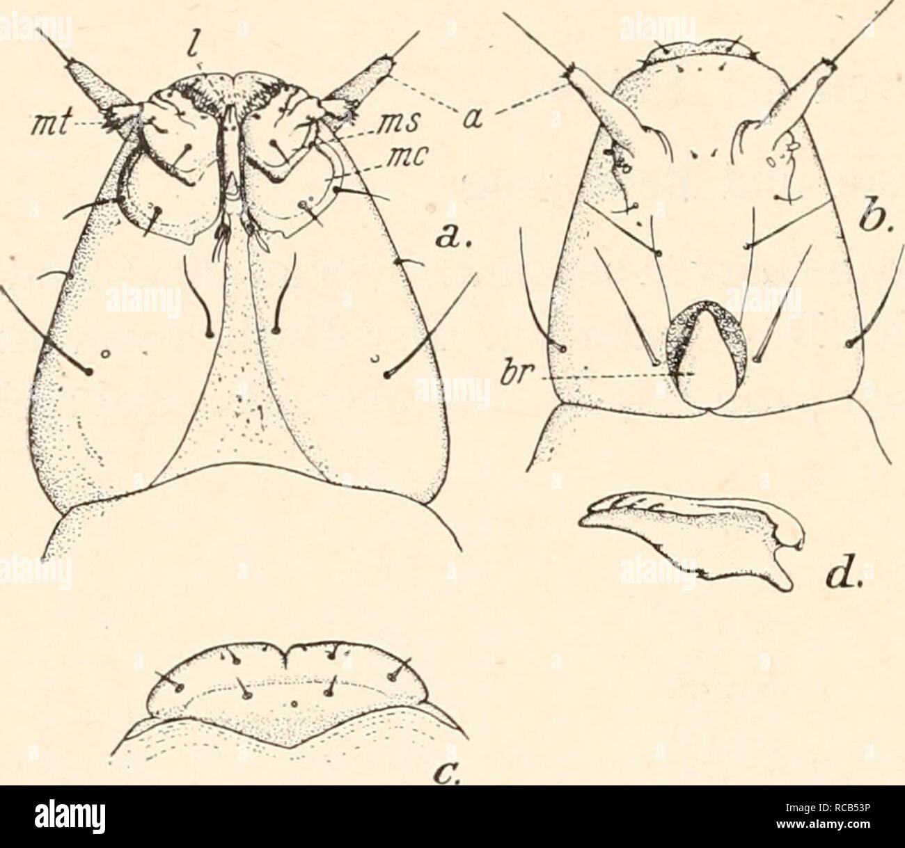 Aphaniptera hi-res stock photography and images - Alamy