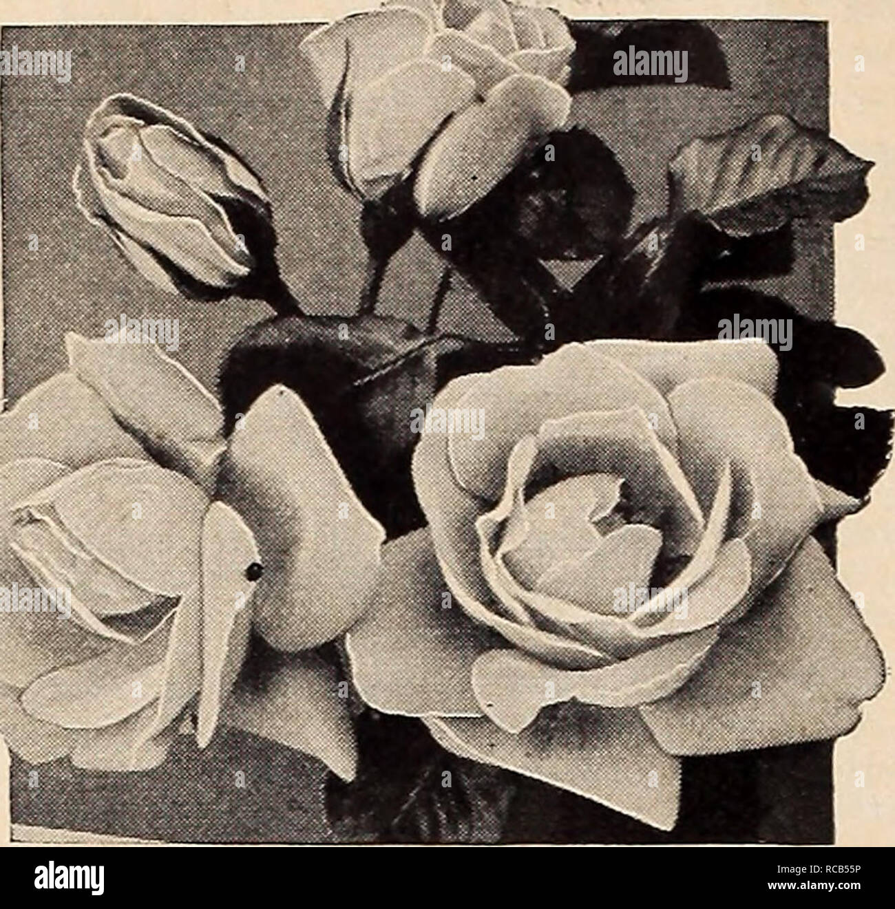 . Dreer's autumn planting guide for 1940. Bulbs (Plants) Catalogs ...