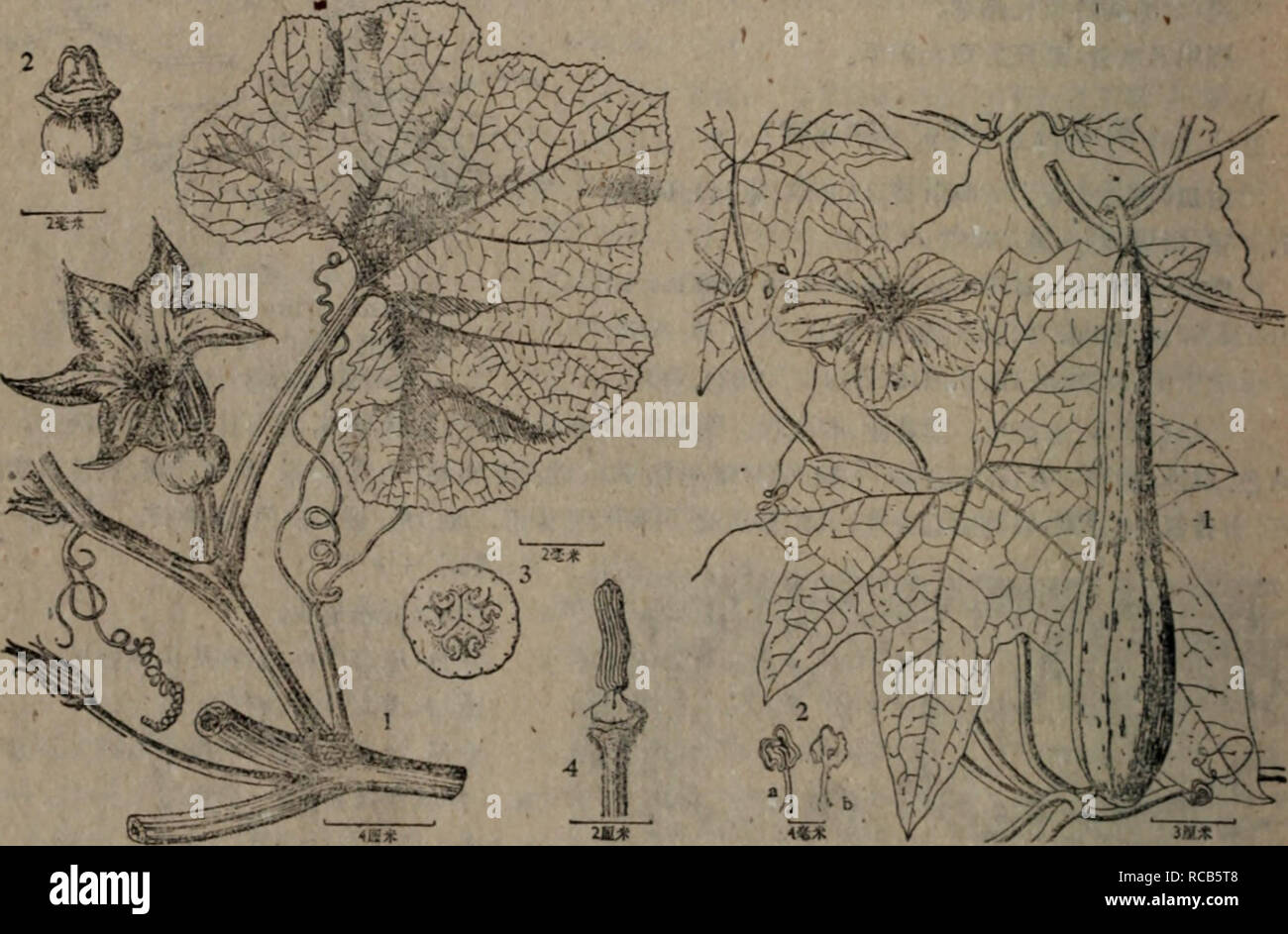 Cucurbita pepo l hi-res stock photography and images - Alamy