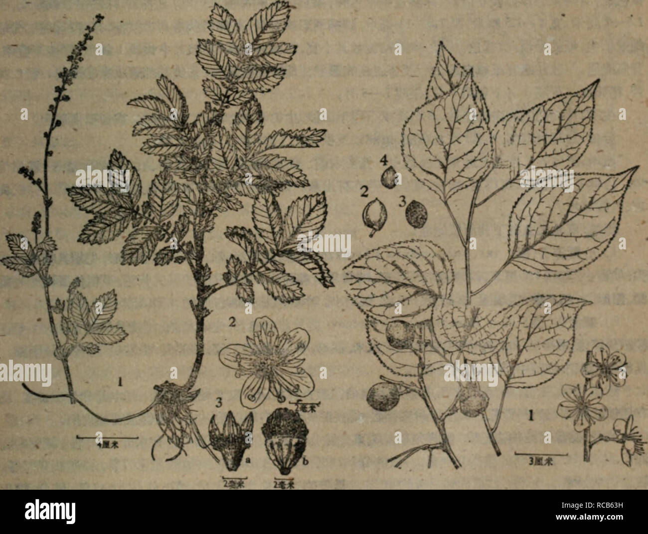 Agrimonia japonica hi-res stock photography and images - Alamy