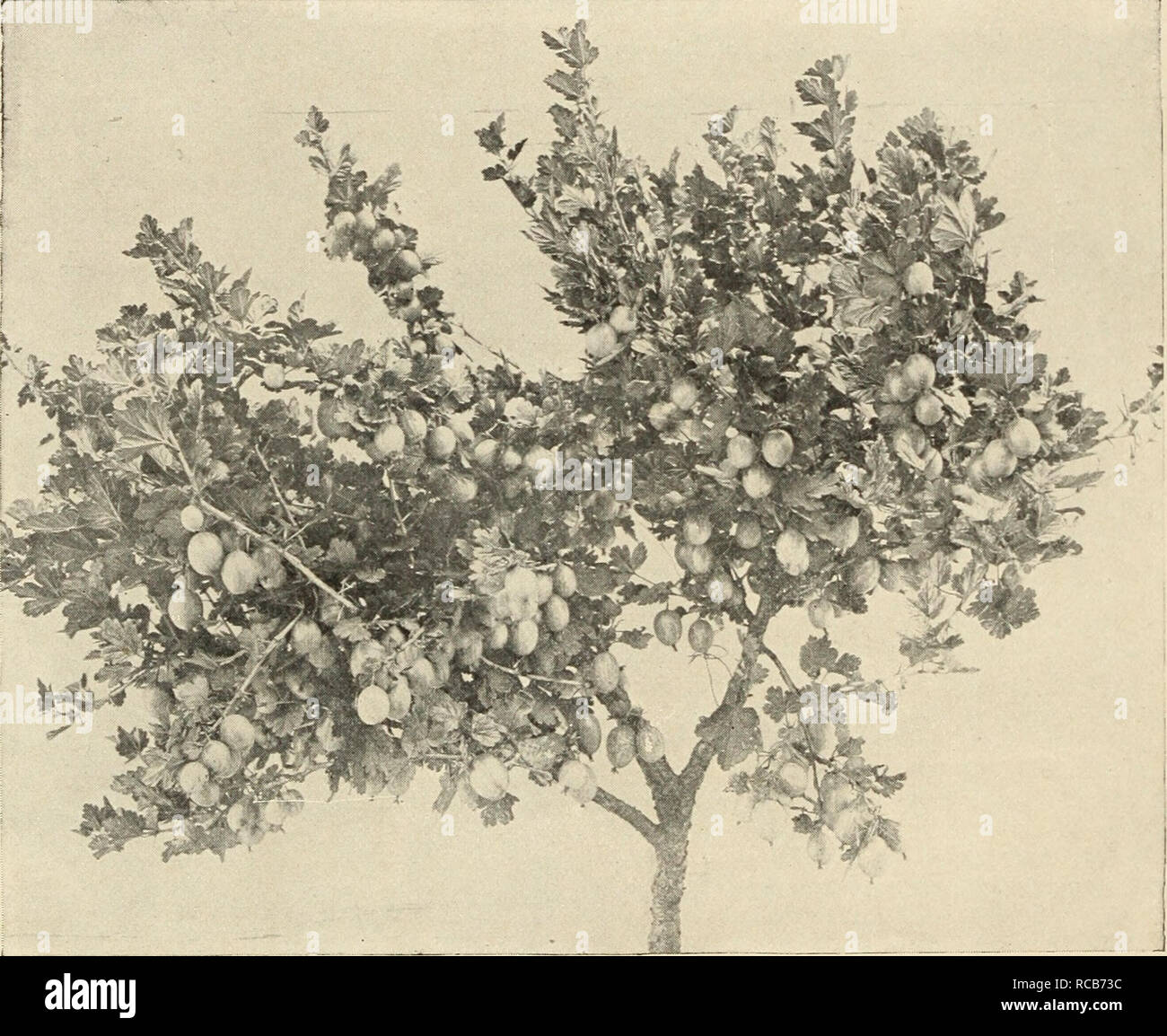 Gooseberry crown bob hi-res stock photography and images - Alamy
