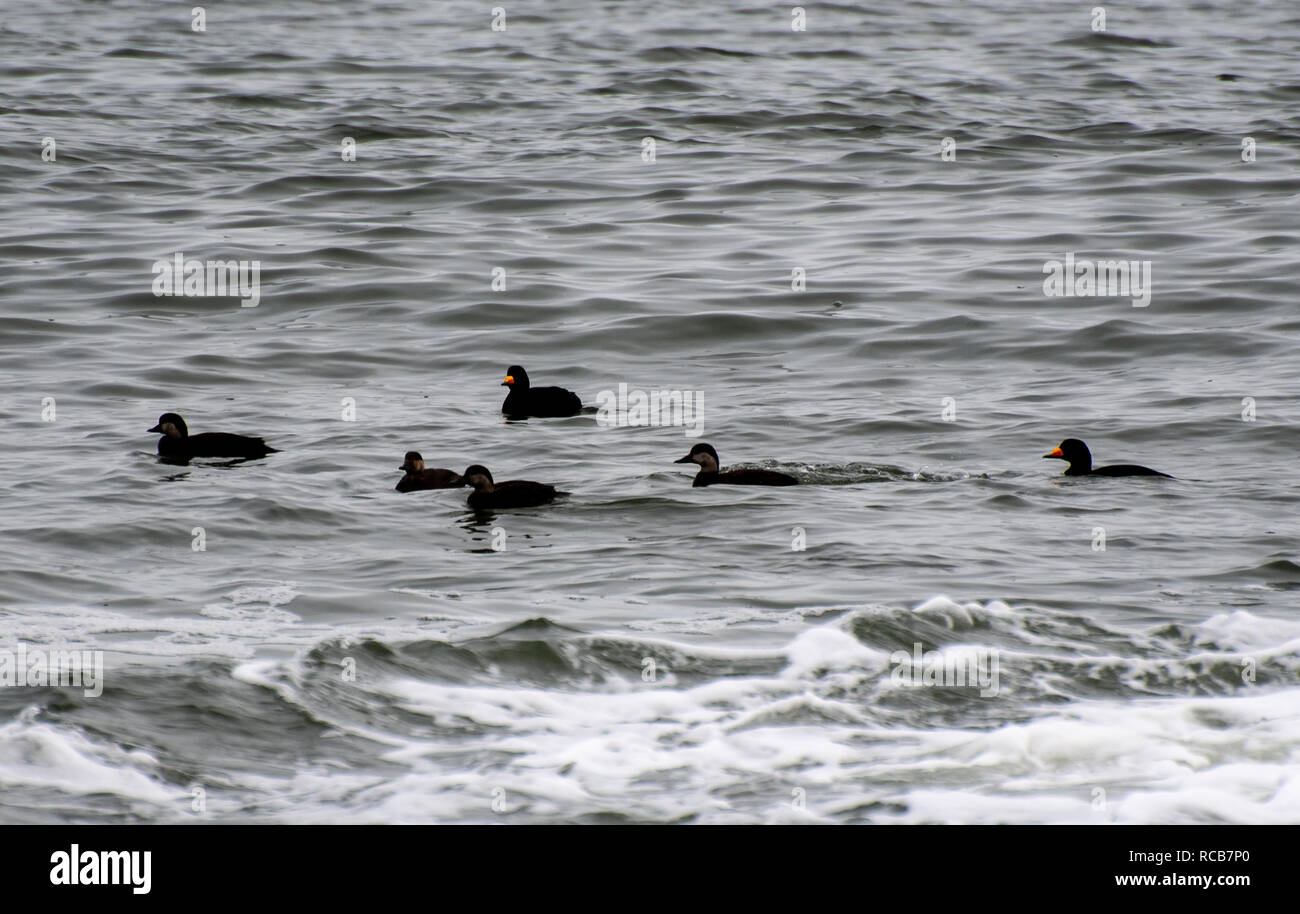 Adult and Juvenile Black Scoter Sea Ducks swimming on the Atlantic ...