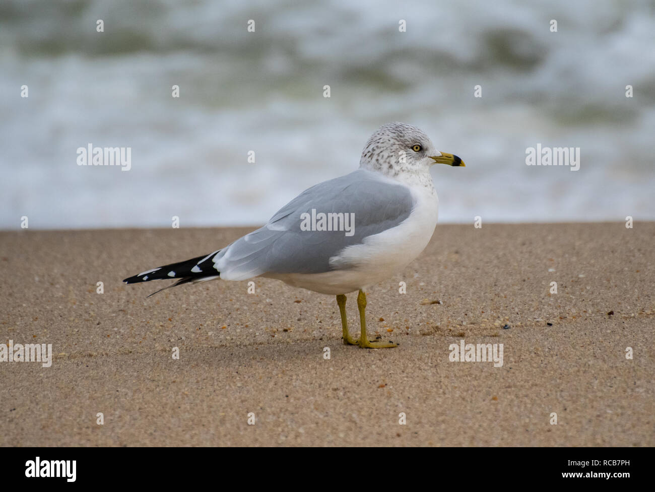 A Ring -Billed gull standing on the beach of the New Jersey Atlantic ...