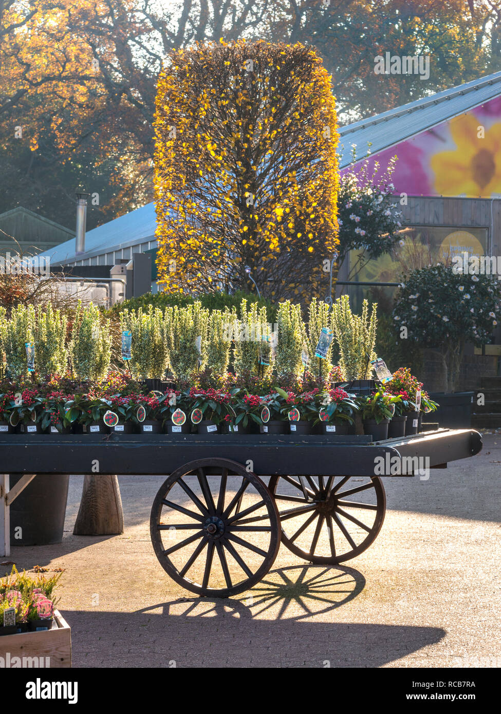 GARDEN CENTRE UK with traditional presentation barrow with 'Skimmia ...