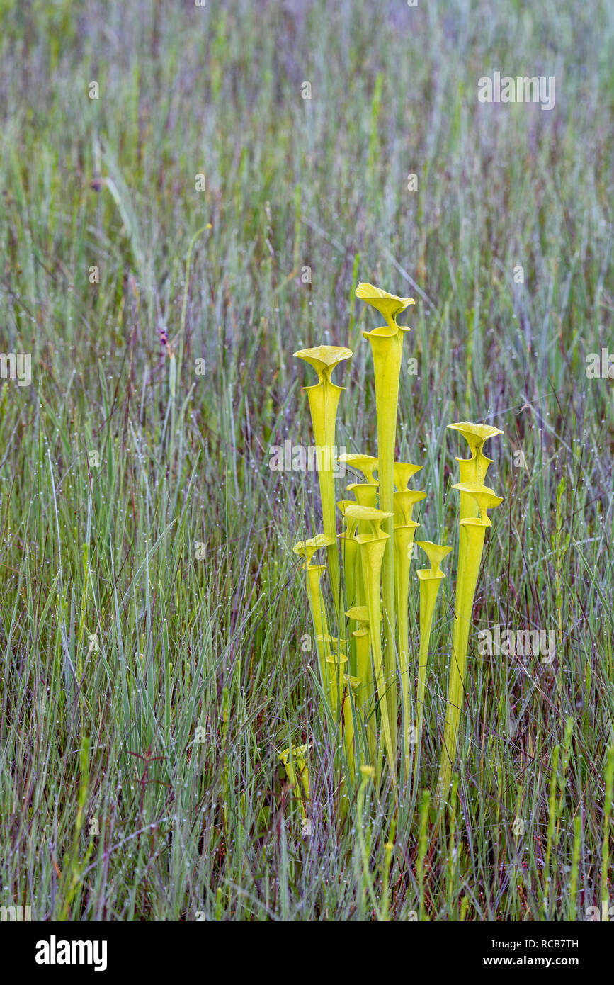 Yellow Pitcher Plant (sarracenia flava) Lush, post burn clump of ...