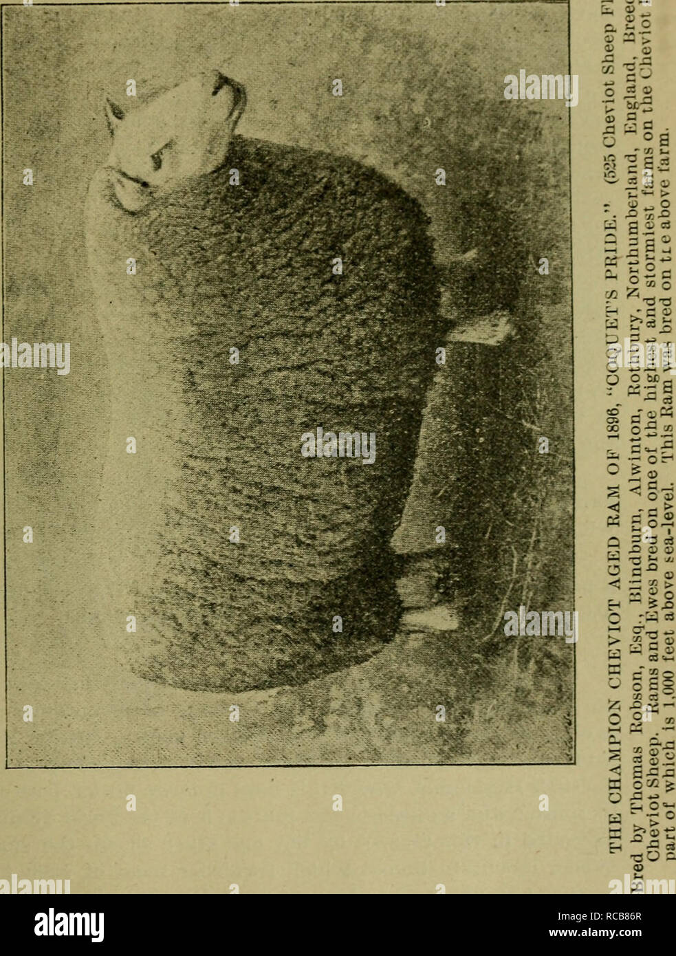 . The domestic sheep : its culture and general management. Sheep. be is ...