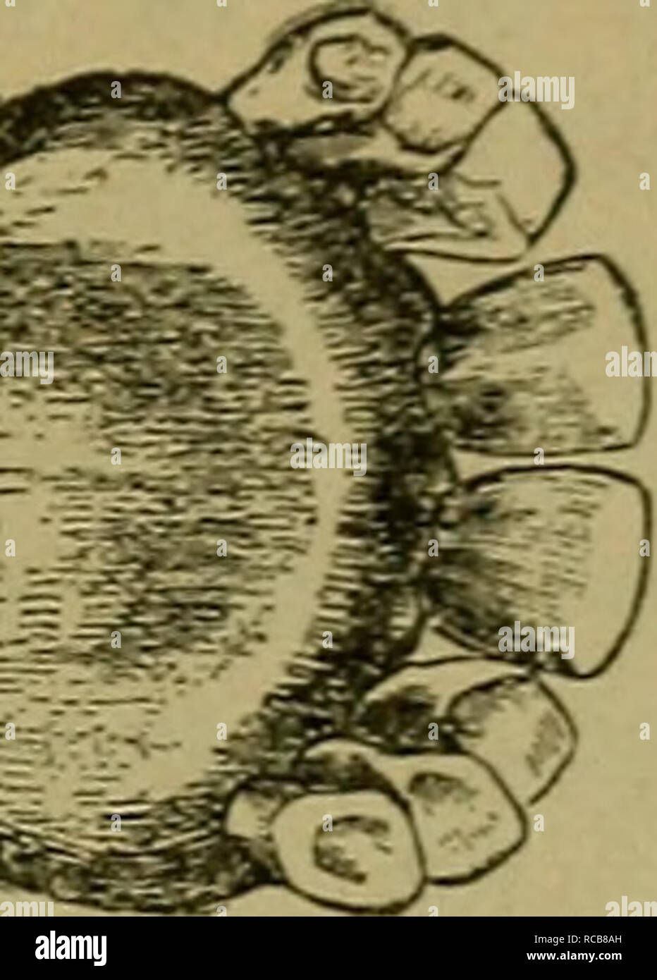 . The domestic sheep : its culture and general management. Sheep ...