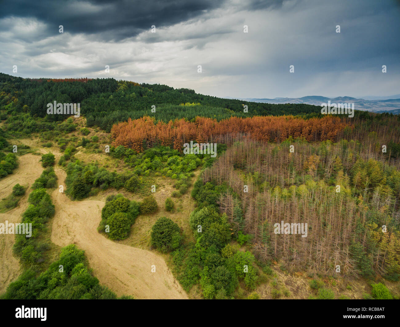 Aerial view of colorful forest consisting of dead and fresh pine trees ...