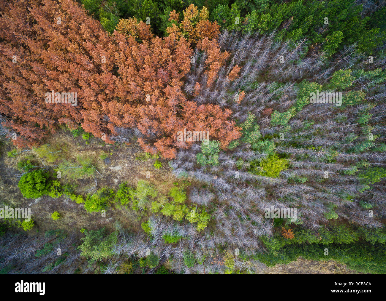 Aerial view of colorful forest consisting of dead and fresh pine trees ...
