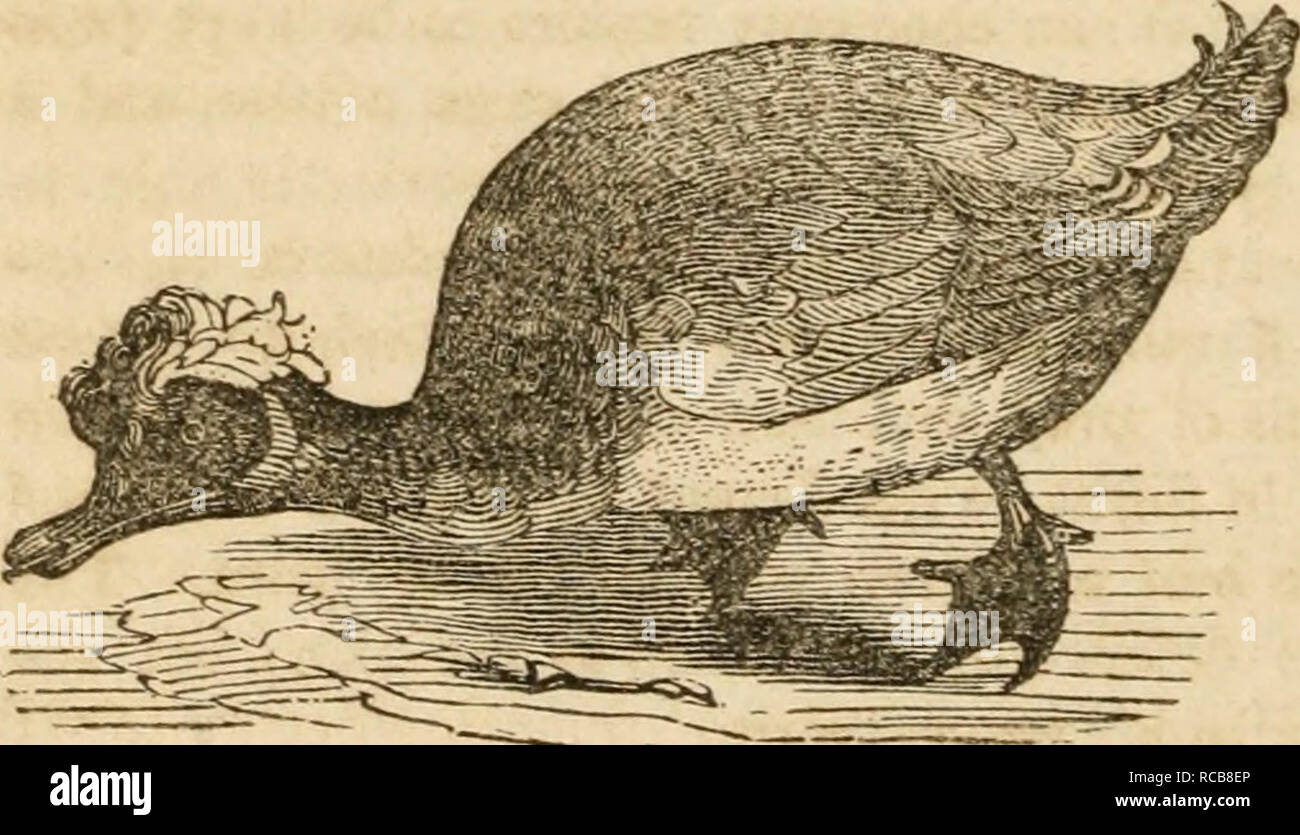 Rohan duck hi-res stock photography and images - Alamy