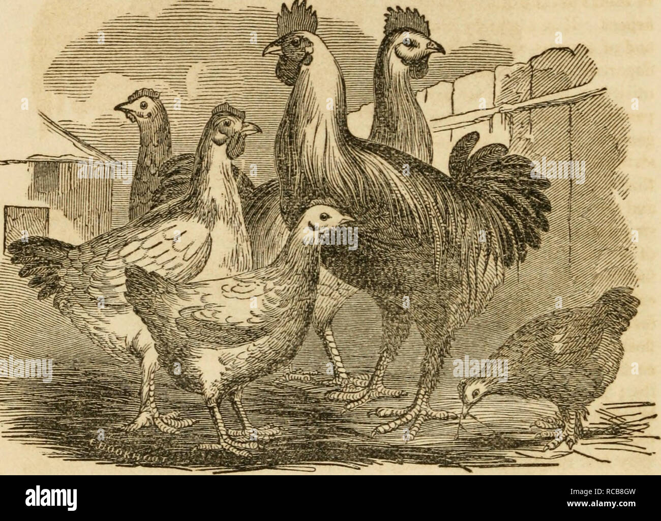 . Domestic fowl and ornamental poultry;. 40 DOMESTIC FOWL. medium size ...