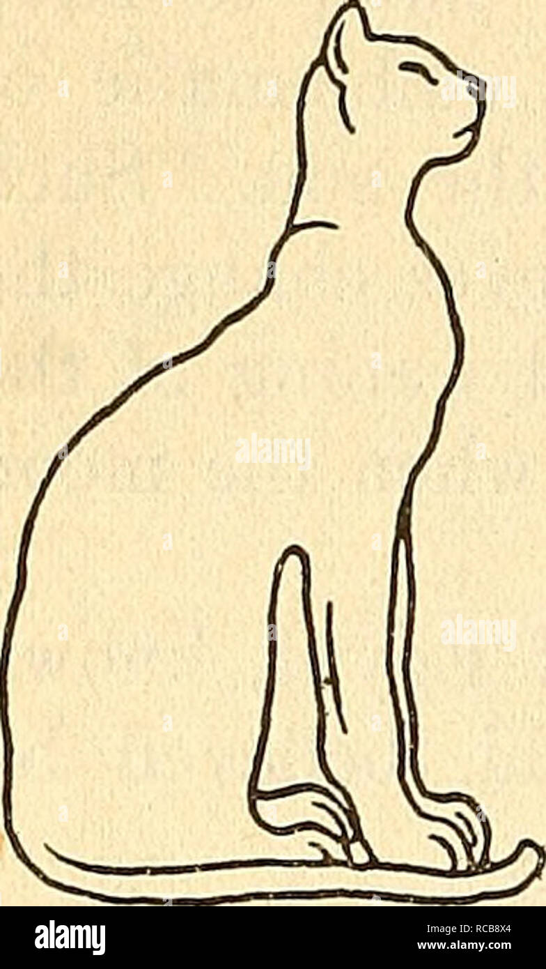 Drawing Eyebrows On Cats