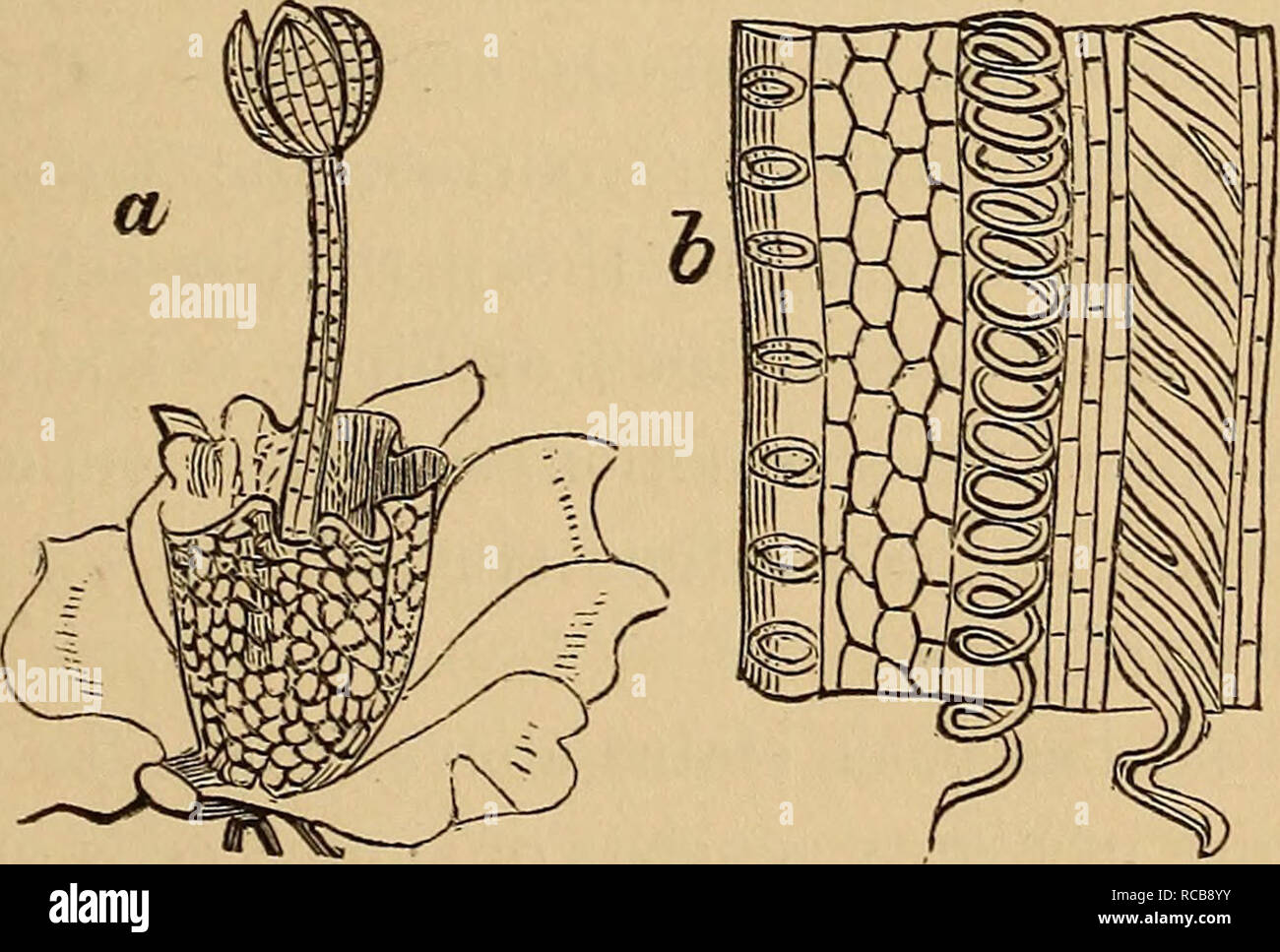 Analogous Structures In Plants