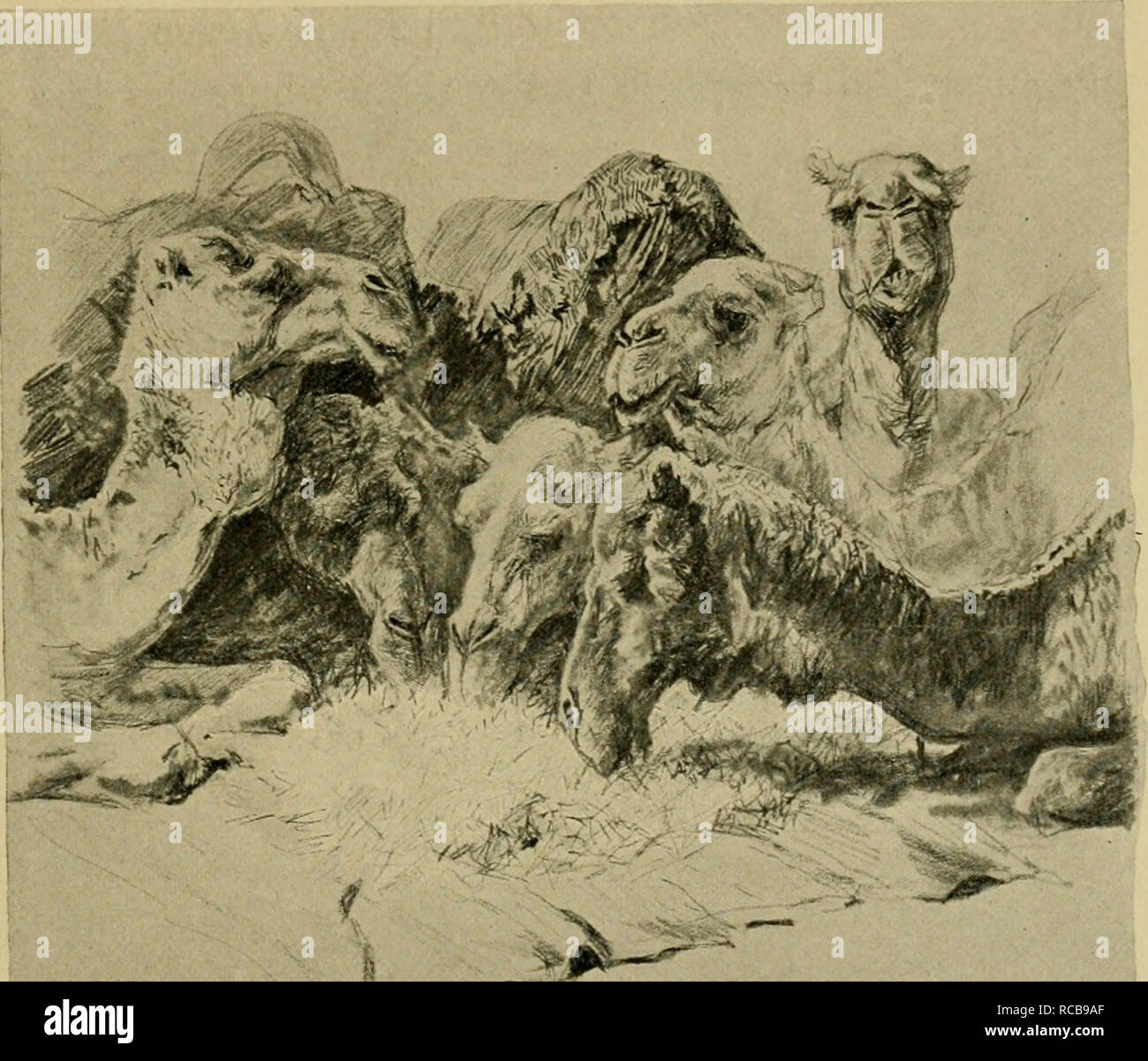 . Domesticated animals, their relation to man and to his advancement in ...