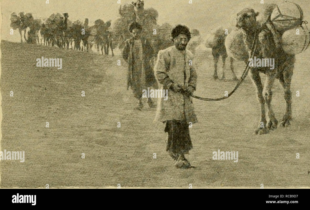 . Domesticated animals : their relation to man and to his advancement ...