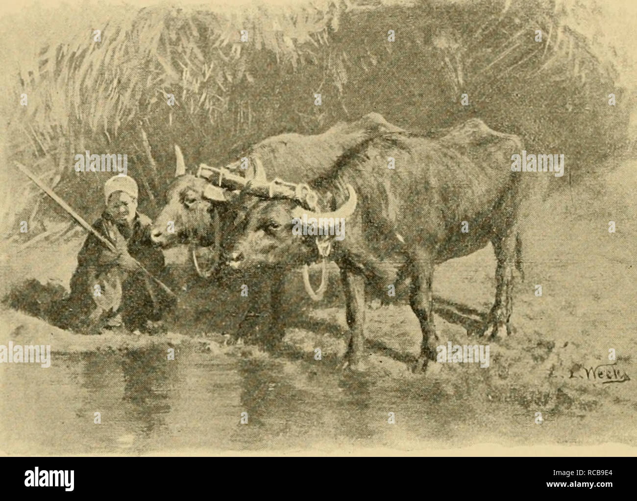 . Domesticated animals : their relation to man and to his advancement ...
