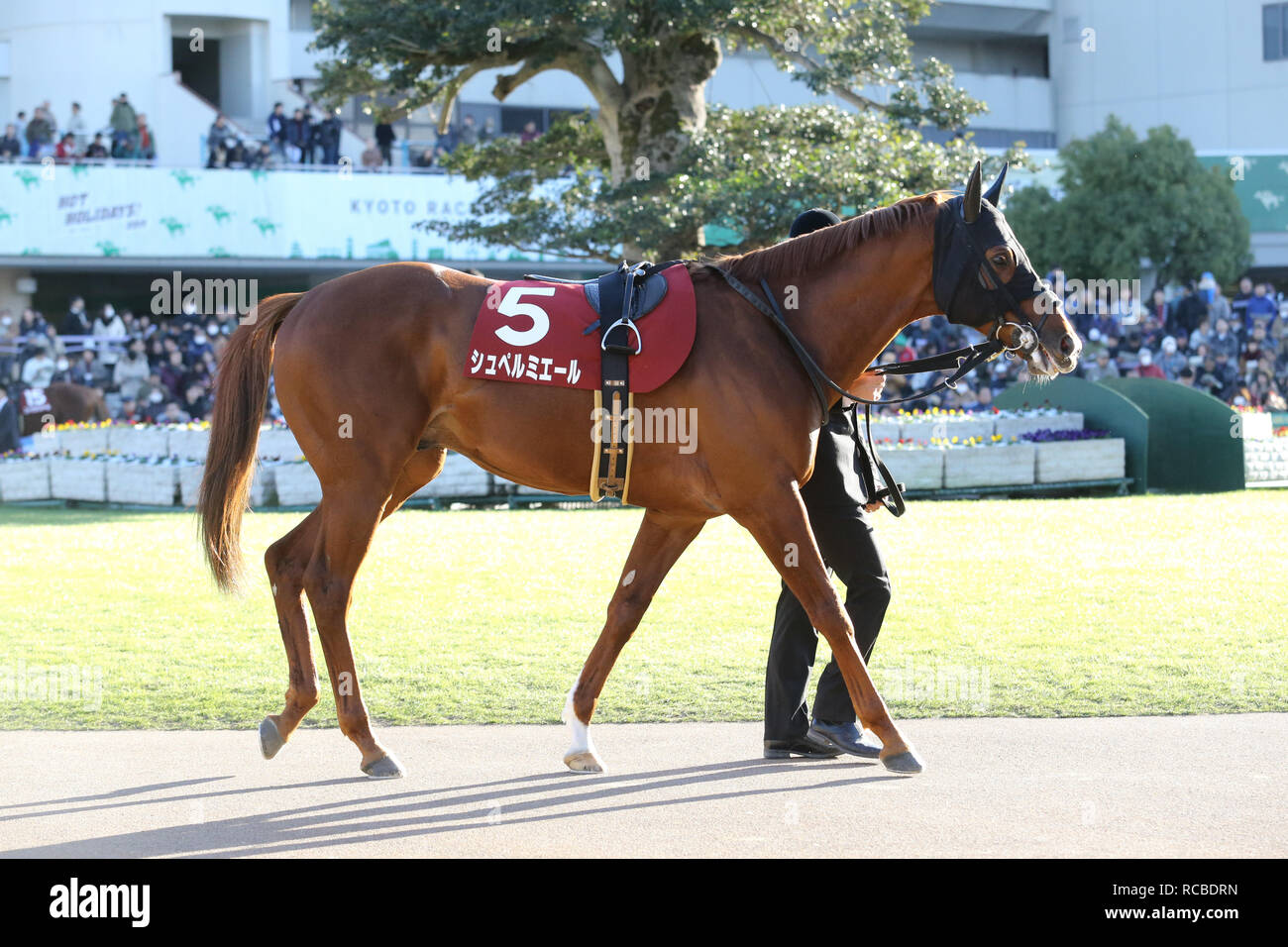 Kyoto, Japan. 13th Jan, 2019. Super Lumiere Horse Racing : Super ...