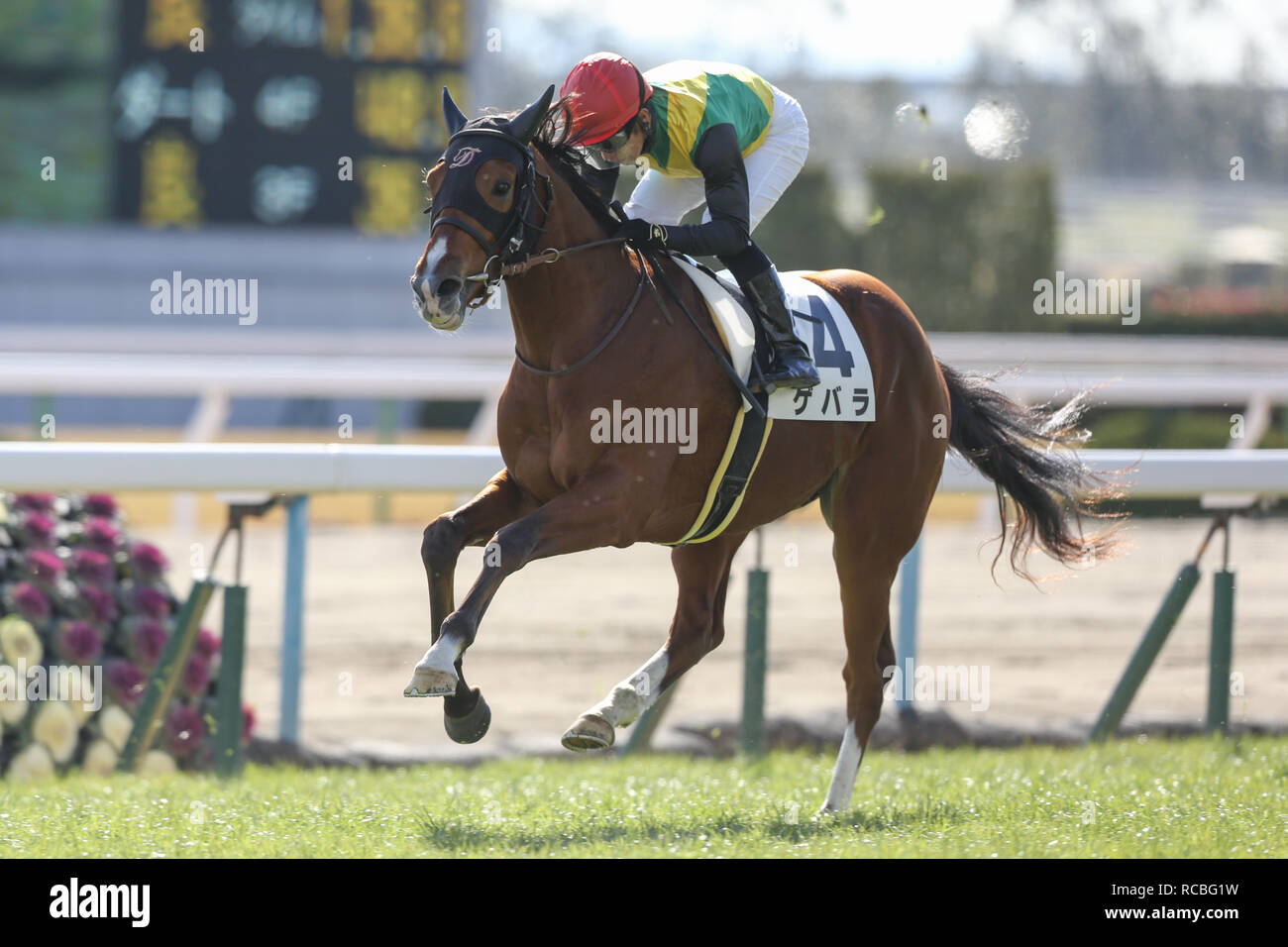 Kyoto, Japan. 14th Jan, 2019. Guevara (Yuichi Shibayama) Horse Racing ...