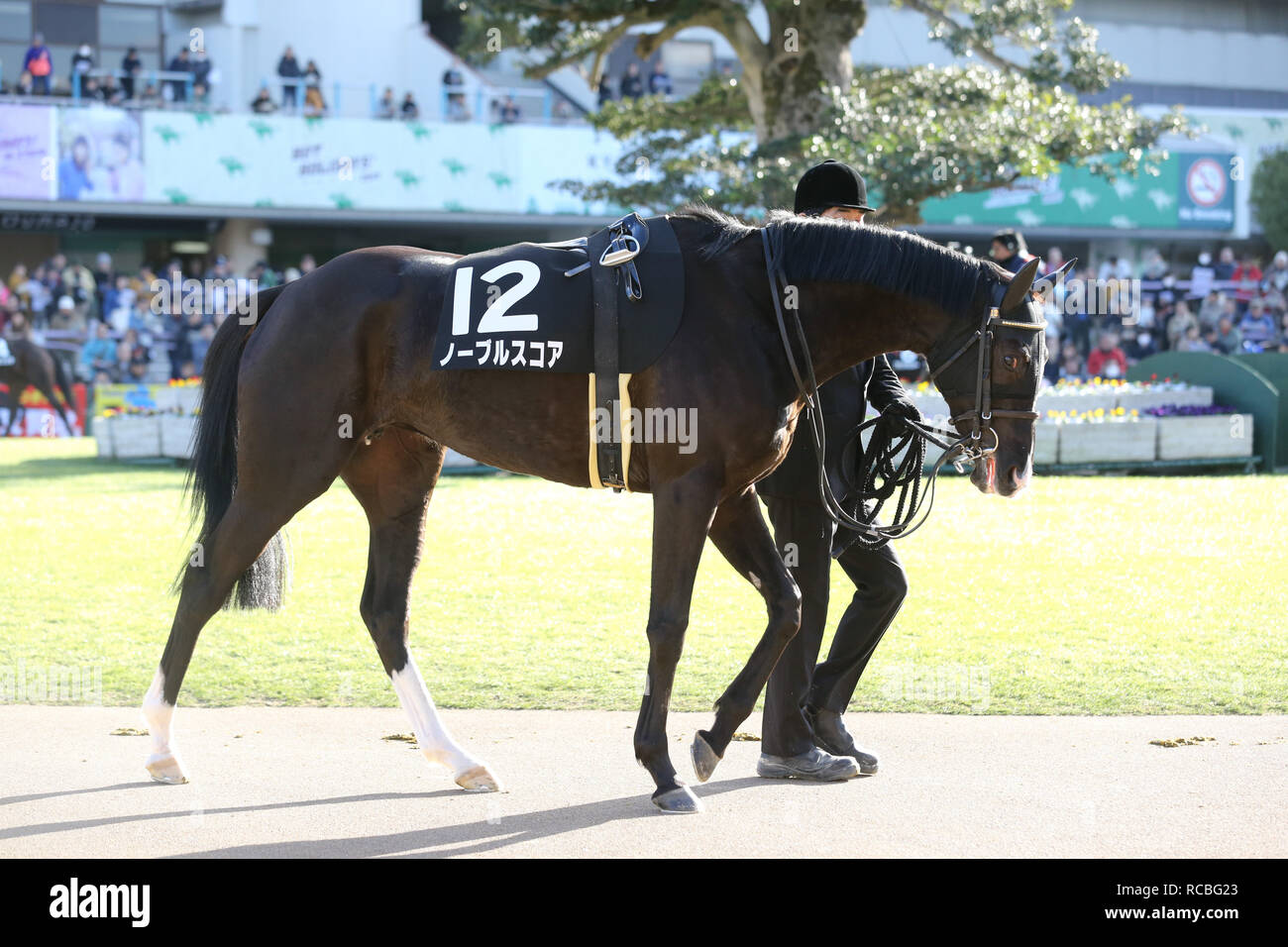 Kyoto, Japan. 14th Jan, 2019. Noble Score Horse Racing : Noble Score is ...