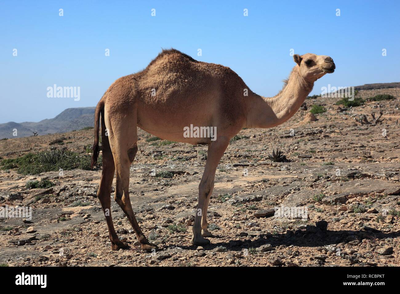 Camel (Camelus dromedarius), Oman, Arabian Peninsula, Middle East, Asia ...