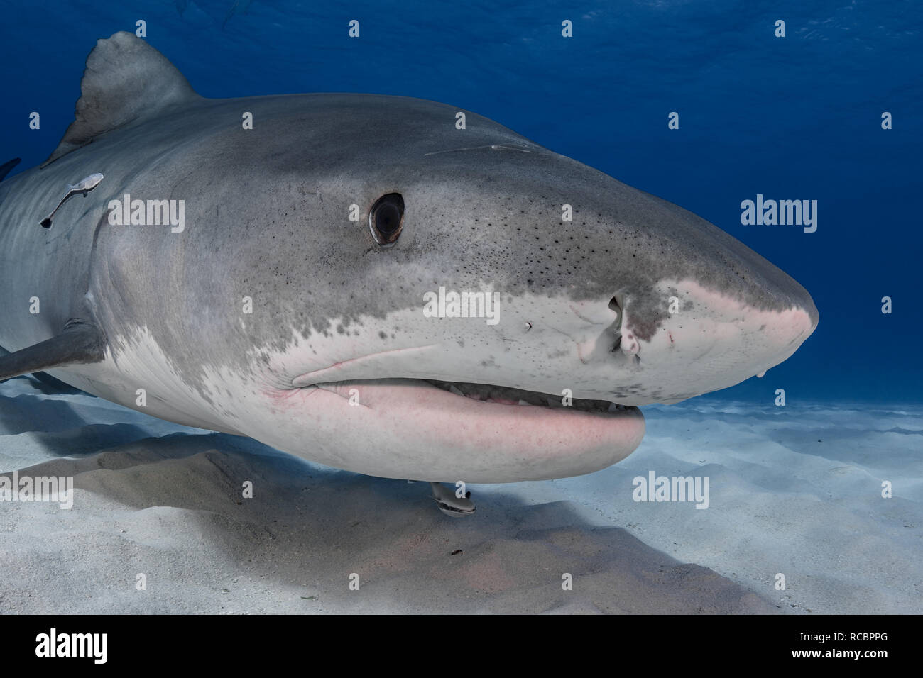 Female tiger shark hi-res stock photography and images - Alamy