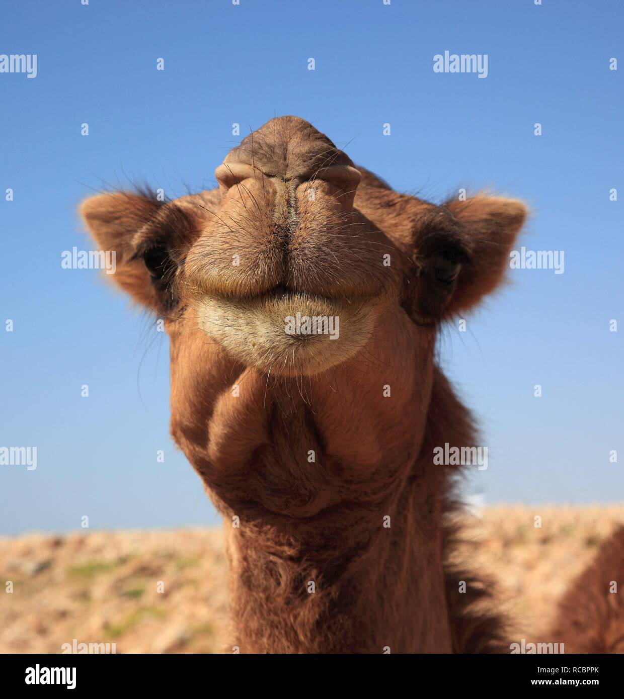 Arabian Peninsula Wildlife High Resolution Stock Photography and Images ...