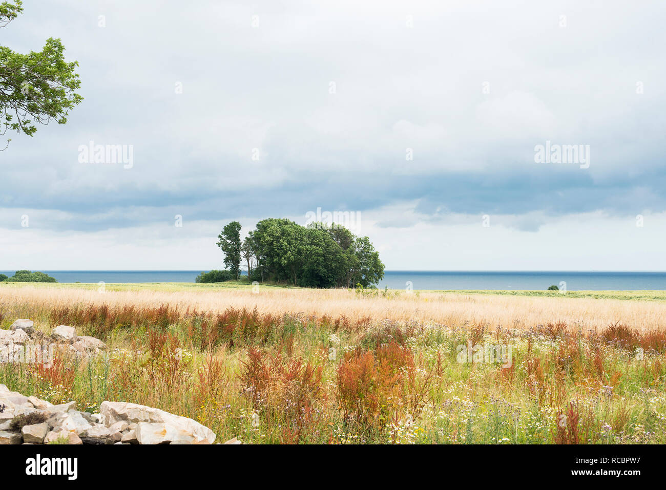 Meadow by sea hi-res stock photography and images - Alamy