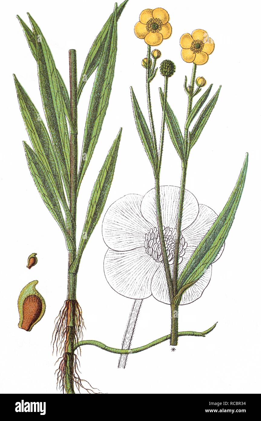 Greater spearwort (Ranunculus lingua), medicinal plant, crop plant ...