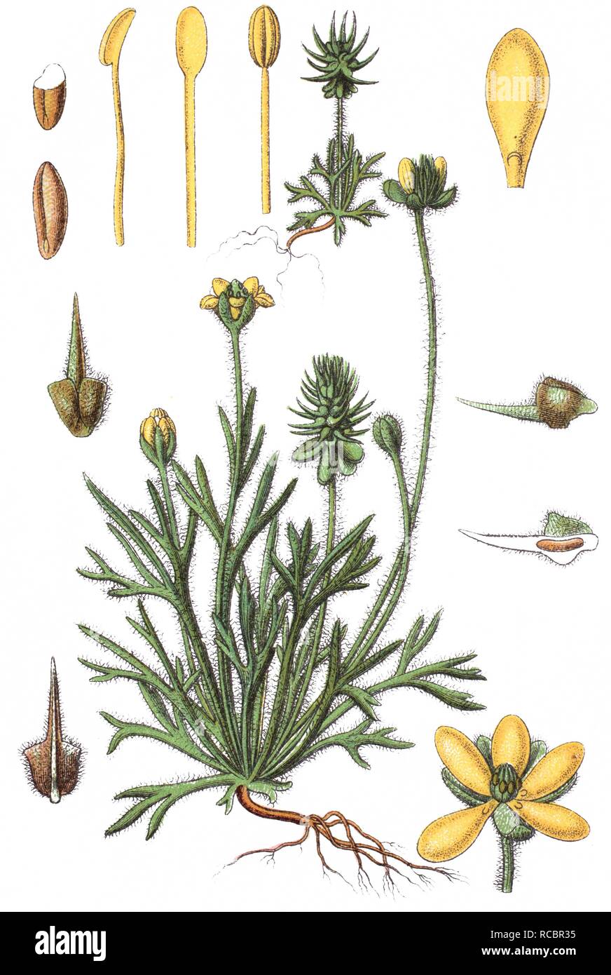 Bur buttercup (Ranunculus testiculatus), medicinal plant, crop plant ...