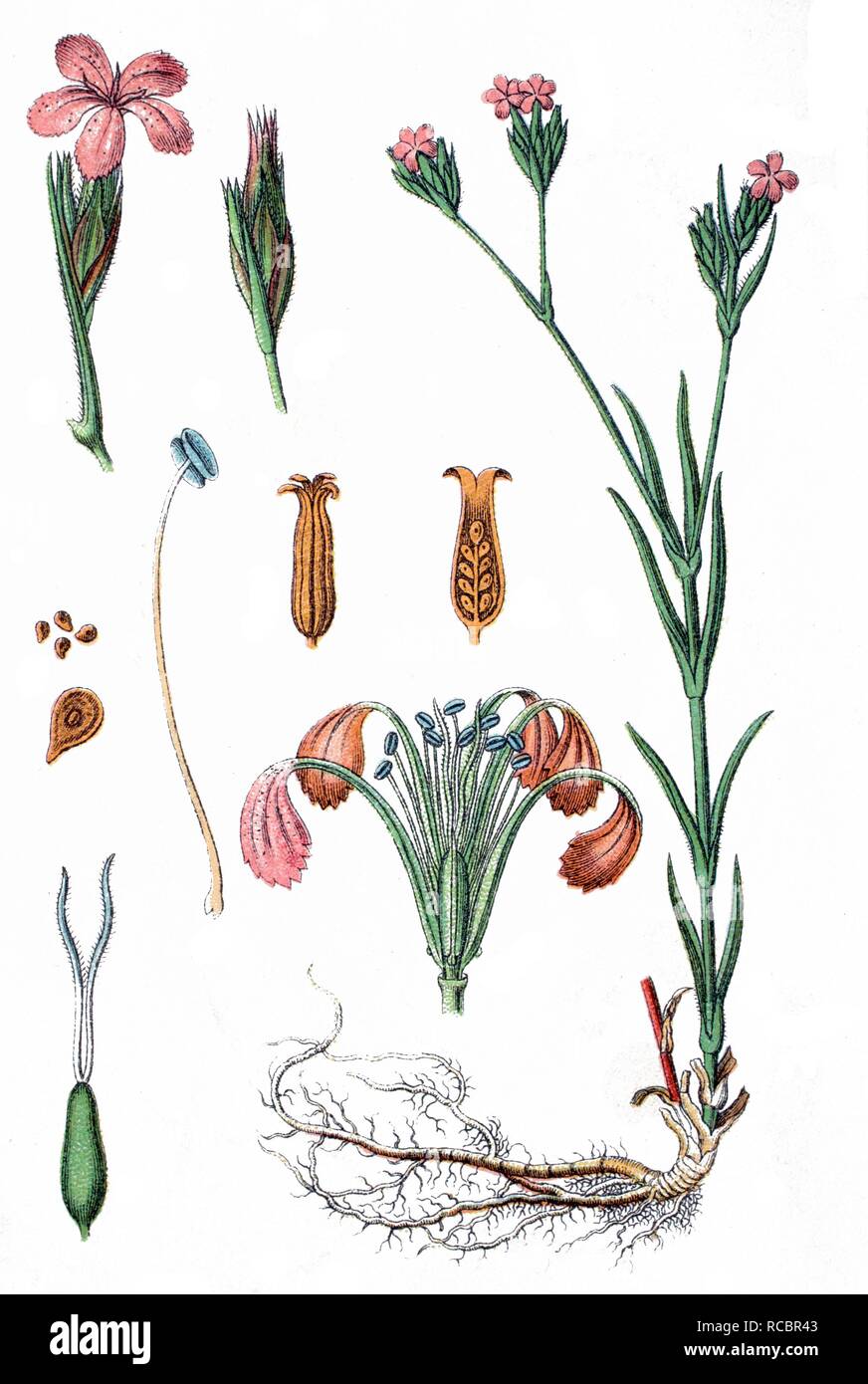 Catchfly (Silene vaga), medicinal plant, crop plant, chromolithography ...