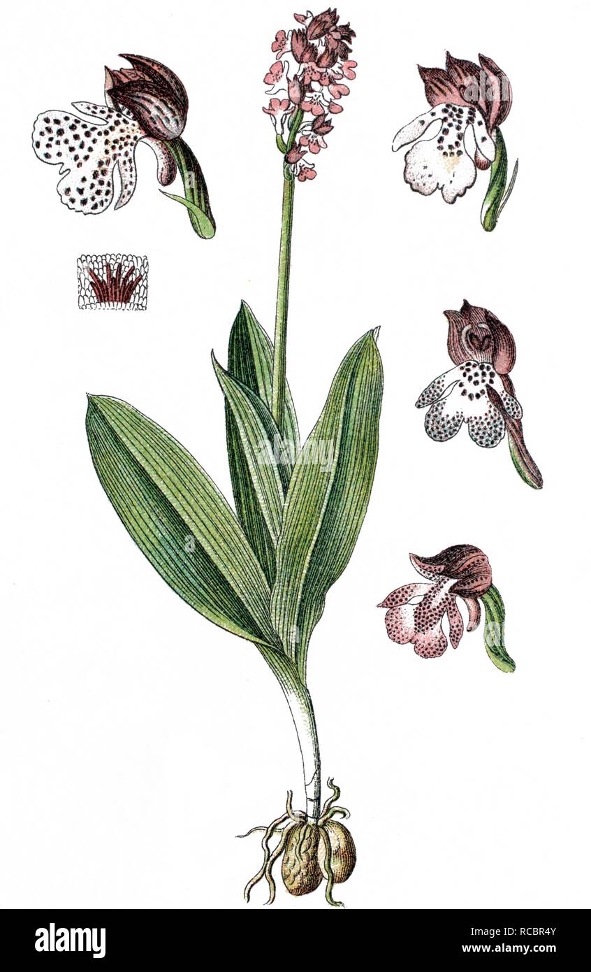 Lady orchid (Orchis purpurea), medicinal plant, crop plant ...