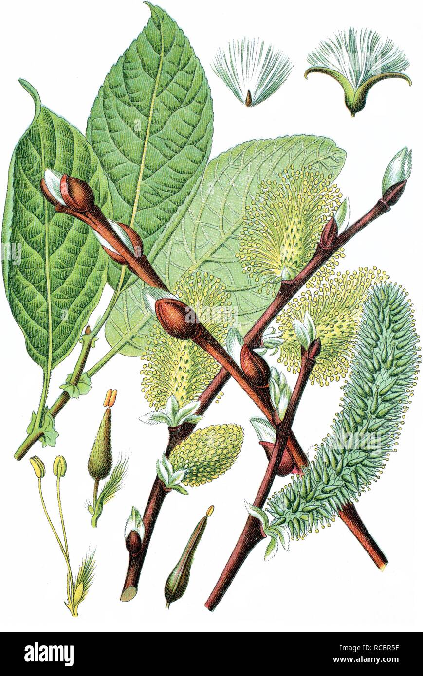 Goat willow (Salix caprea), medicinal plant, crop plant ...