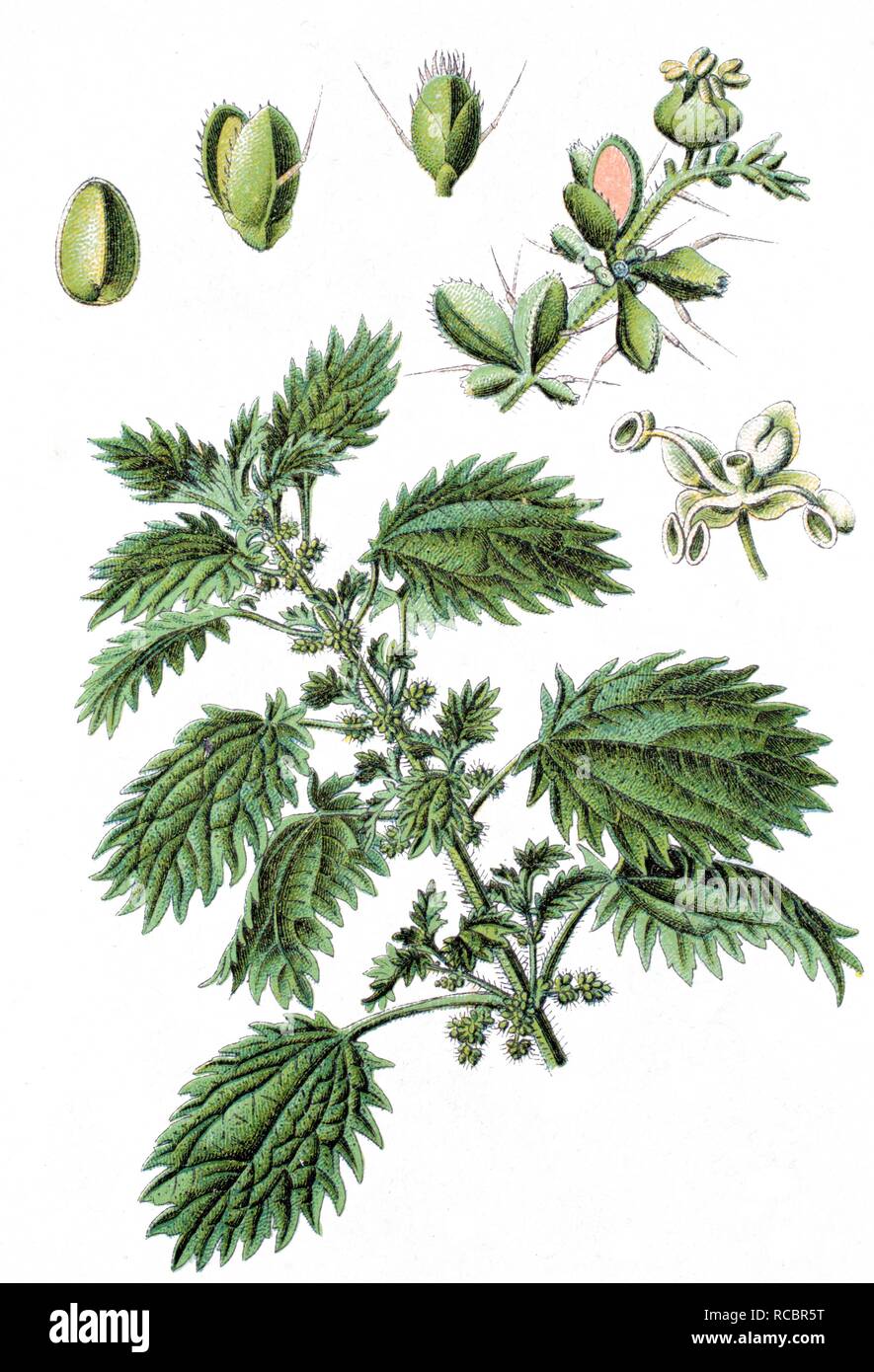 Annual Nettle or Dwarf Nettle (Urtica urens), medicinal plant, useful ...