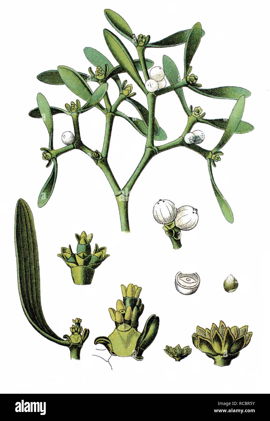 Common Mistletoe (Viscum album), medicinal plant, useful plant ...