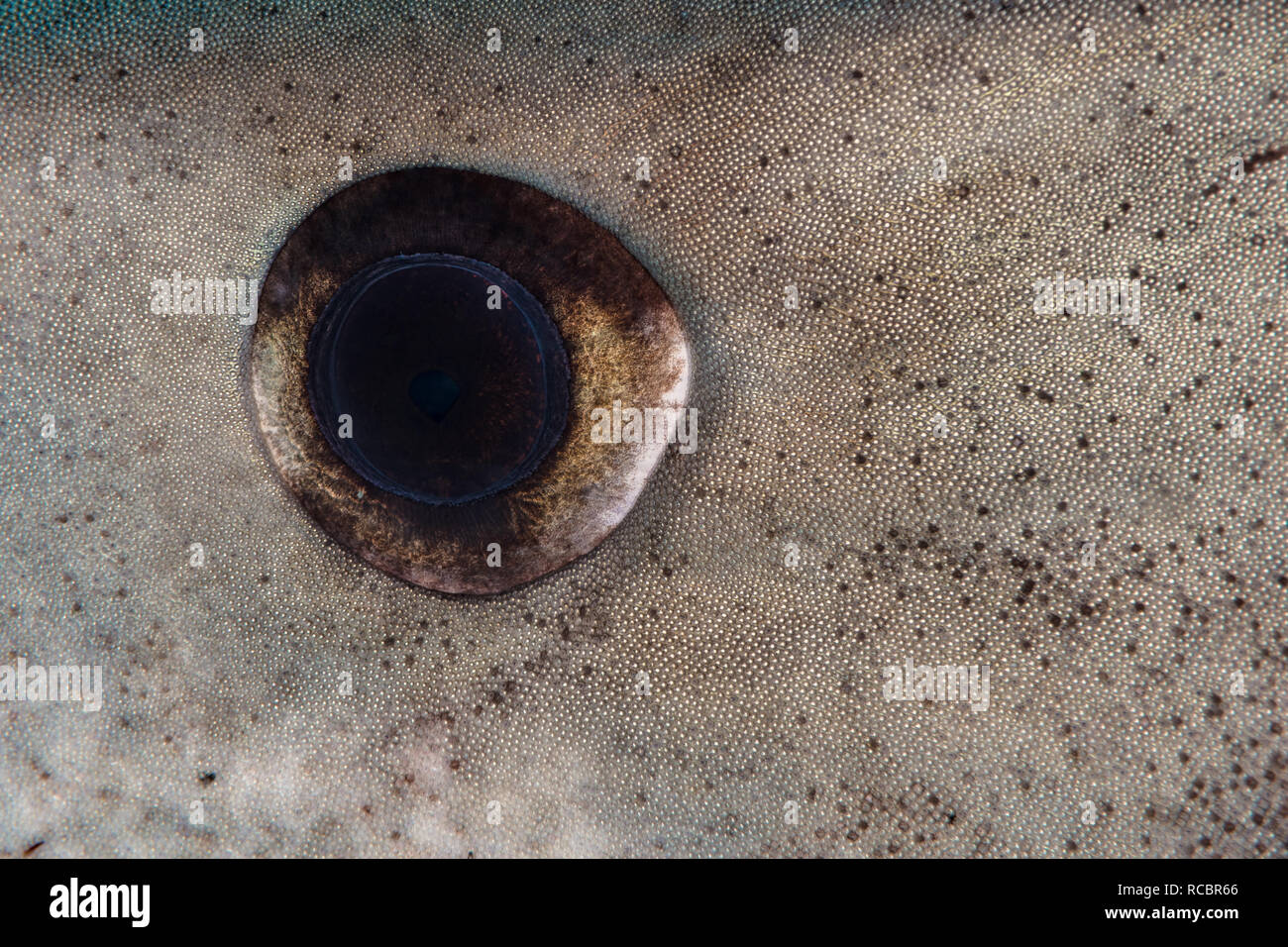 Shark Skin Macro