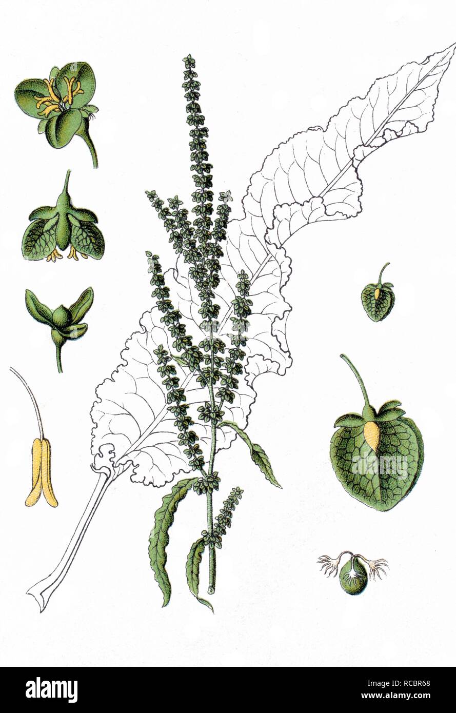 Yellow Dock Identification