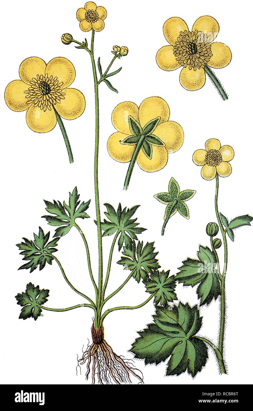 Meadow Buttercup (Ranunculus acra), Woolly Crowfoot (Ranunculus ...