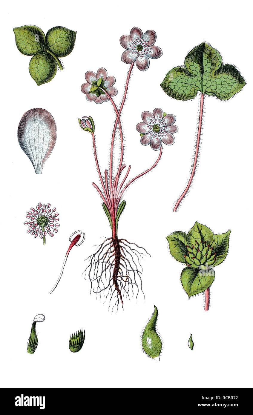 Common Hepatica or Liverwort (Anemone hepatica), medicinal plant ...