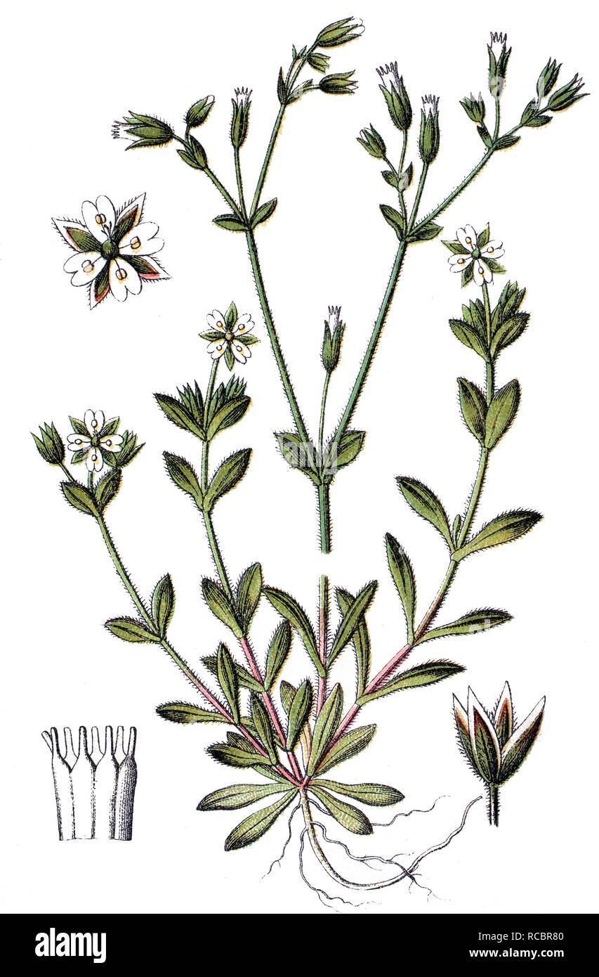 Chickweed (Minuartia tetrandra), medicinal plant, useful plant ...