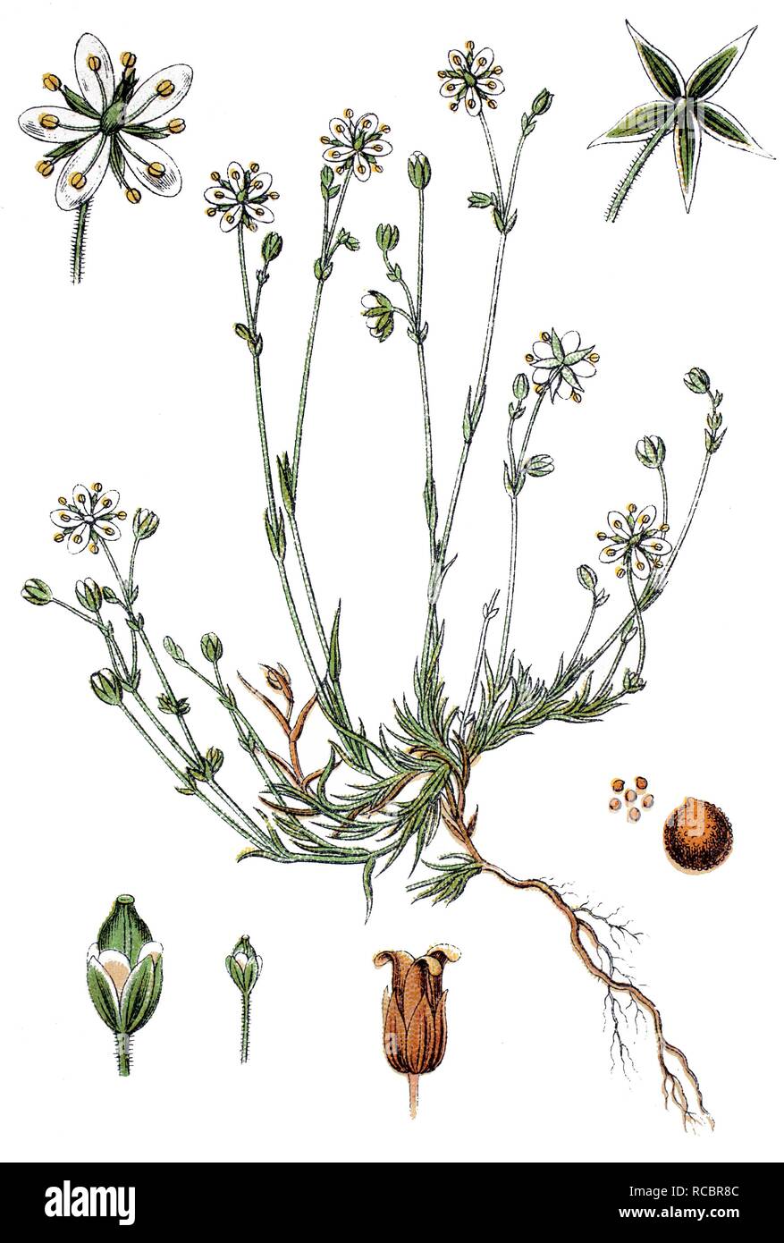 Calamine Spring Chickweed (Minuartia verna subsp. Hercynica), medicinal ...